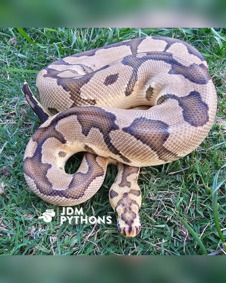 Sulfur Blade Clown, Pos Xtreme Gene Ball Python by JDM Morphs