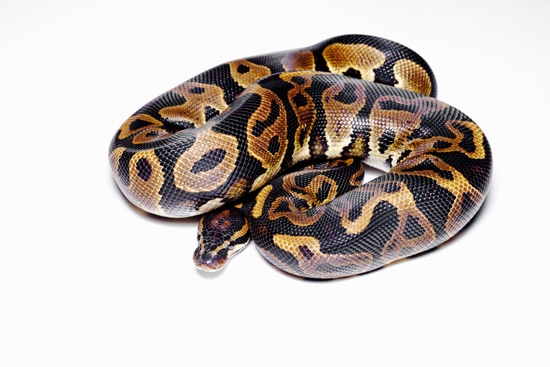 Leopard Het Candy Or Het Albino Ball Python by Para Herpetologica