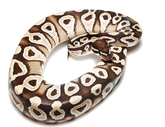 Mojave VPI Axanthic Ball Python by Para Herpetologica