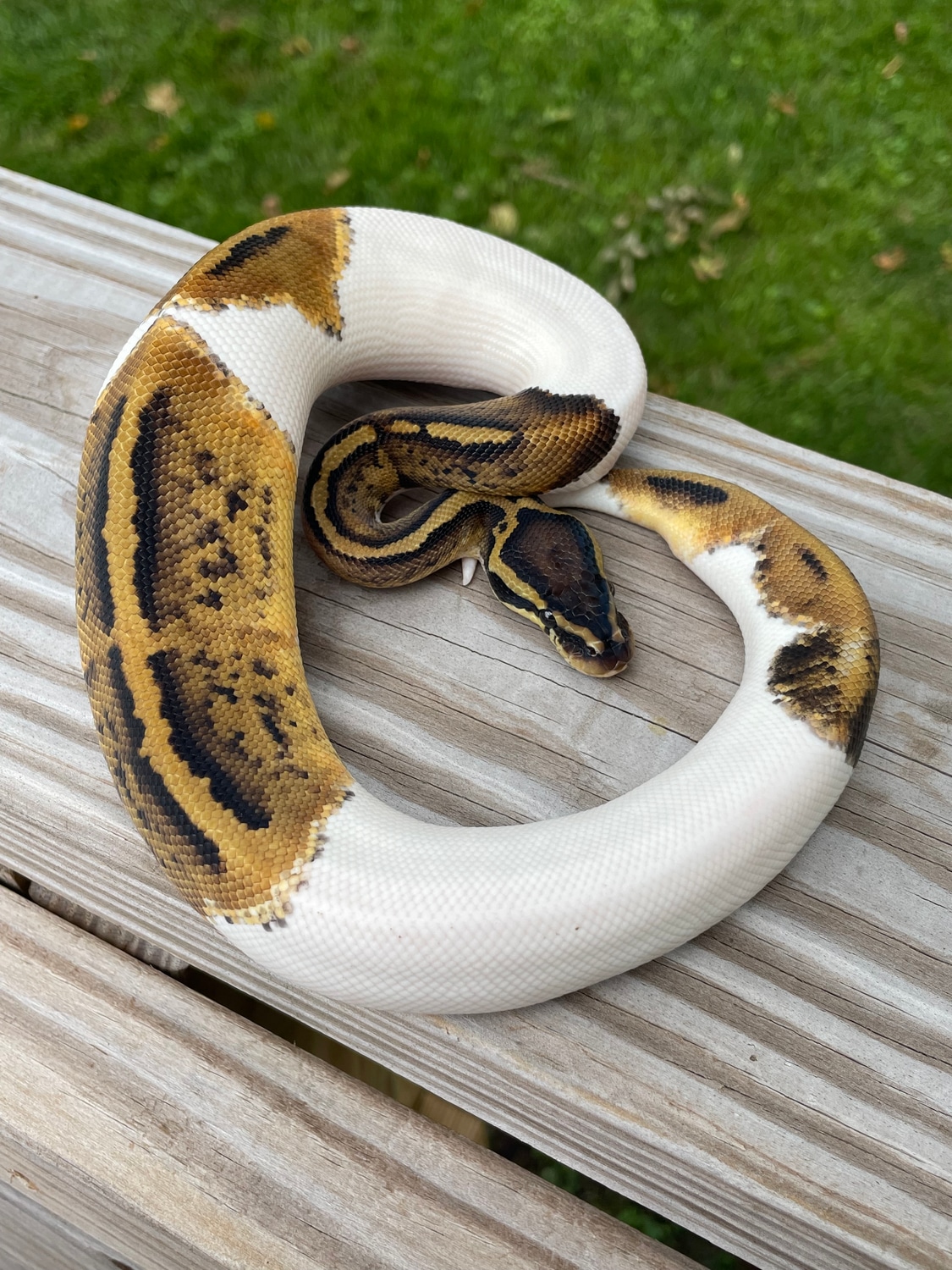 Pied Ball Python by SHADY Snakes - MorphMarket
