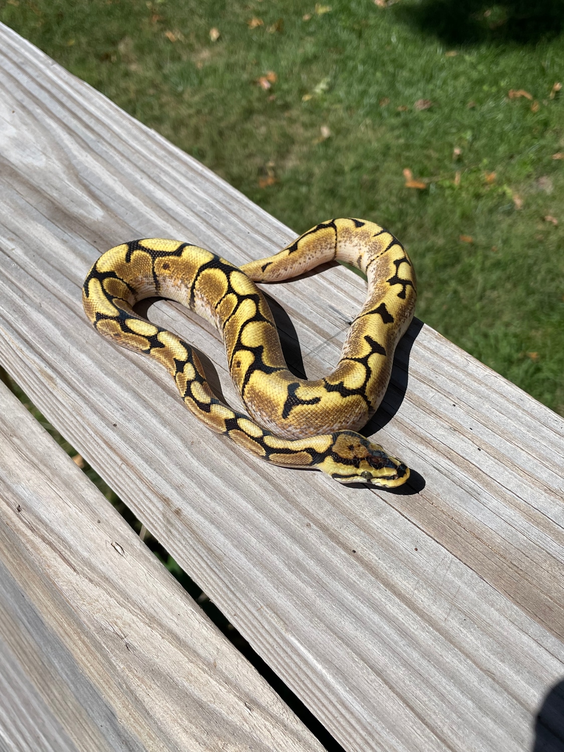 Orange Dream Spider Yellowbelly Ball Python by SHADY Snakes - MorphMarket