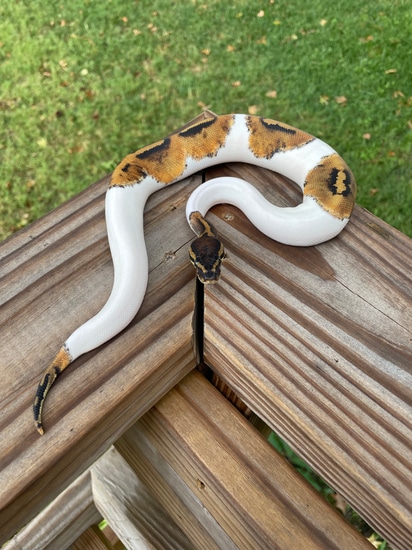 Pied Ball Python by SHADY Snakes