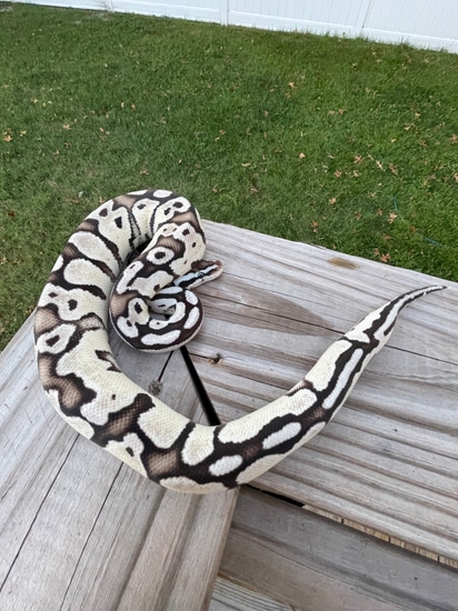 VPI Axanthic Firefly 50% Het Pied Ball Python by SHADY Snakes