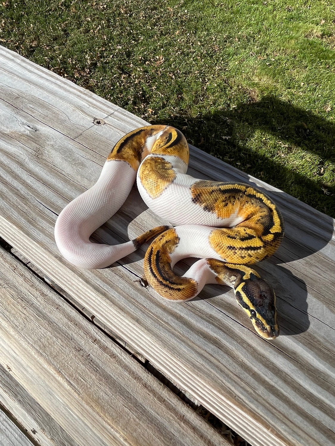 Pastel Pied Ball Python by SHADY Snakes - MorphMarket