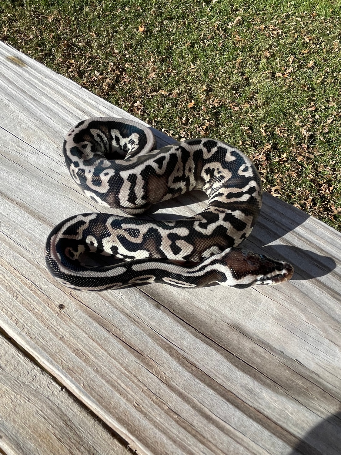 VPI Axanthic Leopard 66% Het Pied Ball Python by SHADY Snakes - MorphMarket