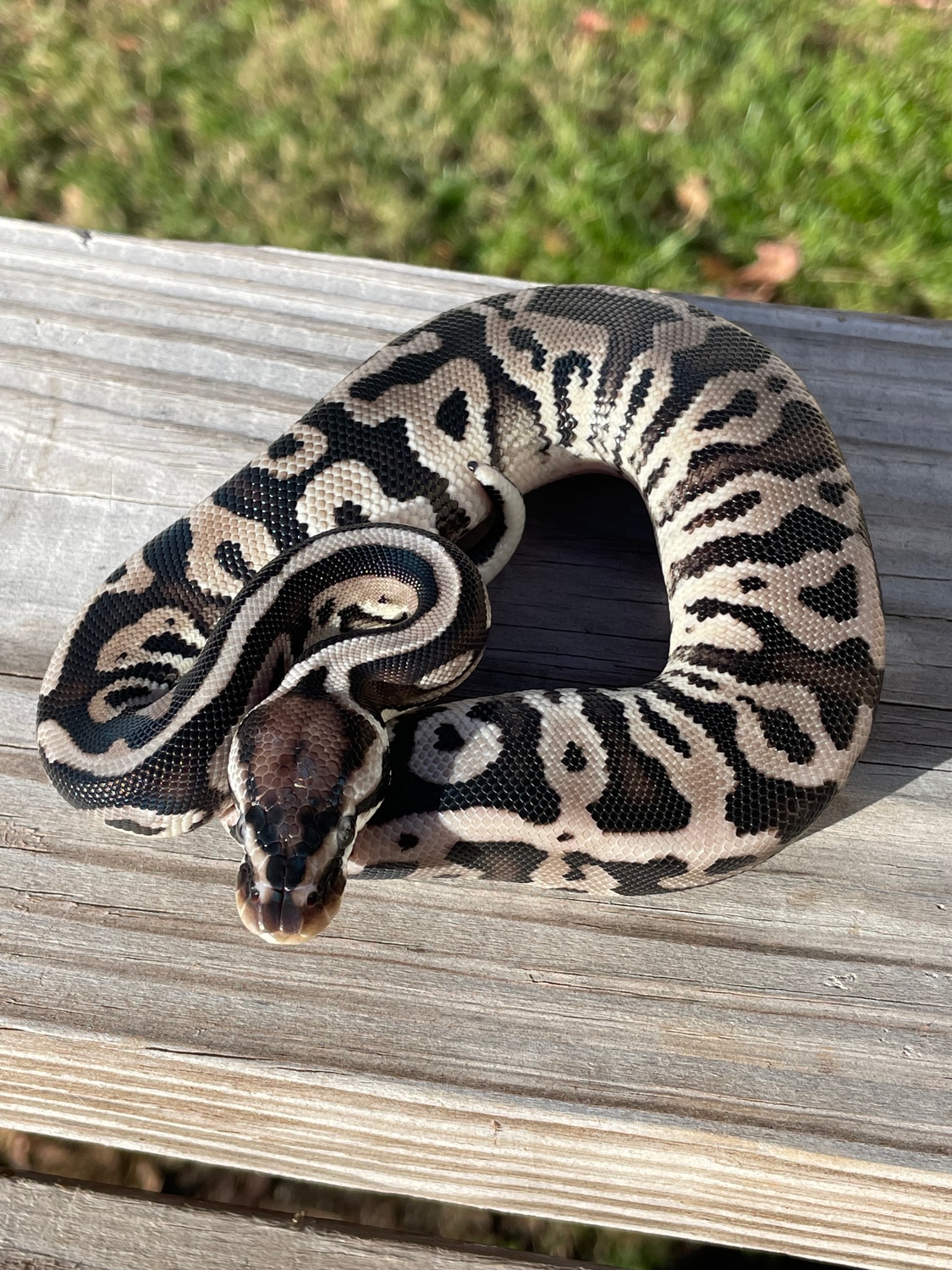 VPI Axanthic Leopard 66% Het Pied Ball Python by SHADY Snakes - MorphMarket