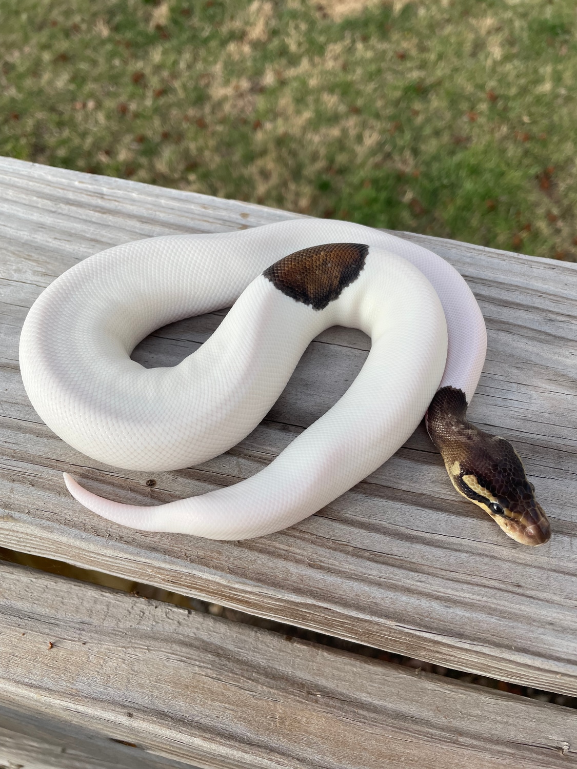 Black Pewter Pied Ball Python by SHADY Snakes - MorphMarket