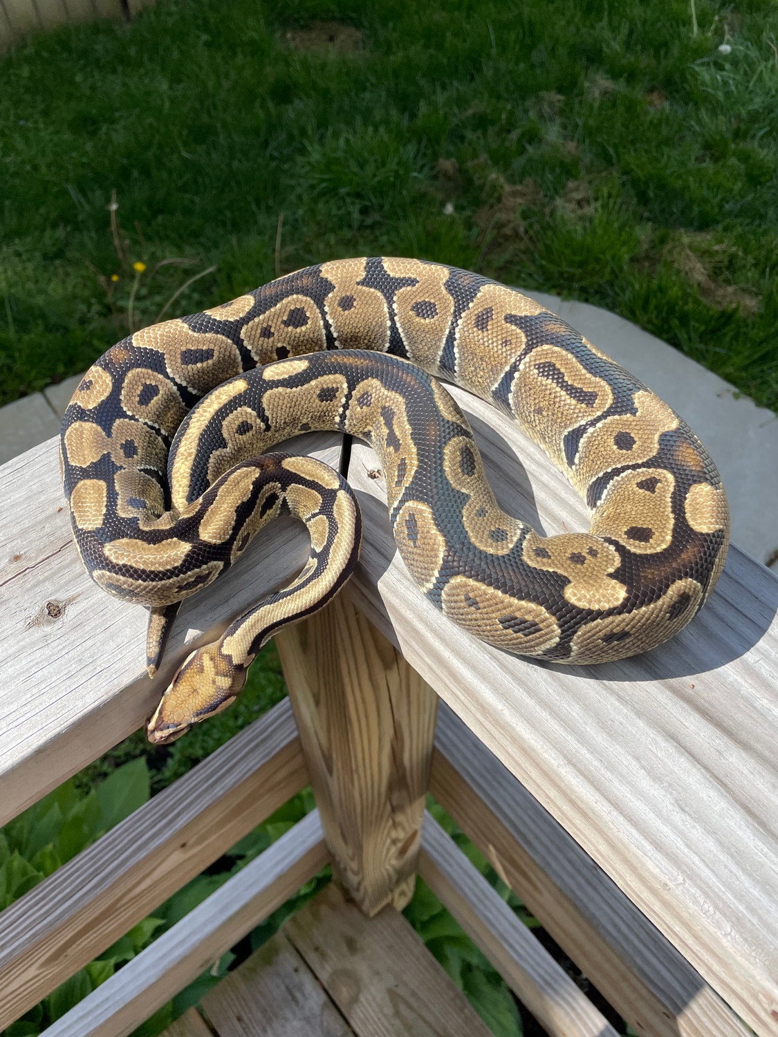 Mota Ball Python by SHADY Snakes - MorphMarket