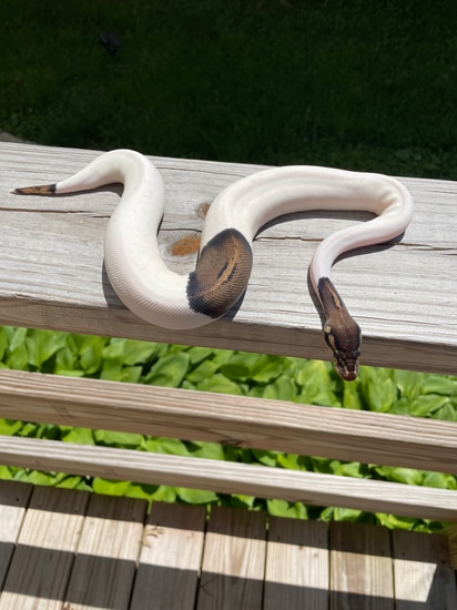 Black Pastel Pied Ball Python by SHADY Snakes