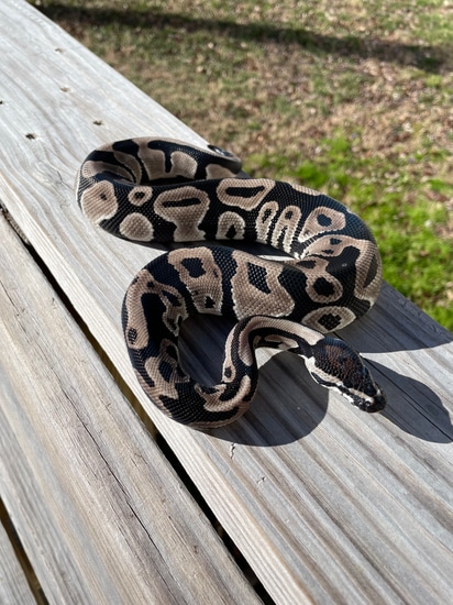 VPI Axanthic Ball Python by SHADY Snakes
