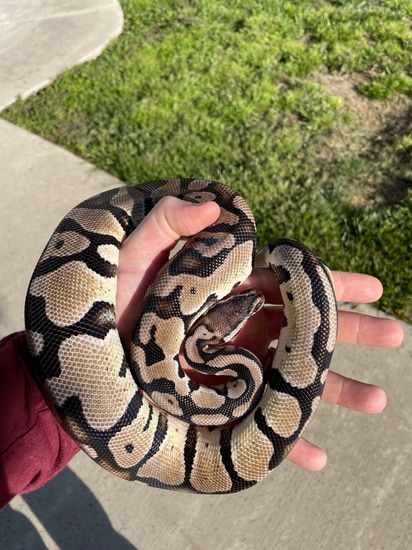 VPI Axanthic Pastel 50% Het Pied Ball Python by SHADY Snakes