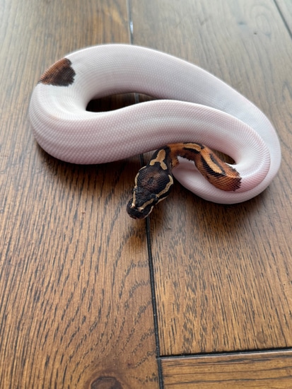 Pied Ball Python by SHADY Snakes