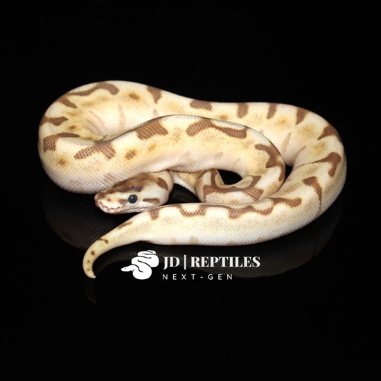 Enchi Lesser Spider Het Clown Ball Python by JD | Reptiles Next-Gen