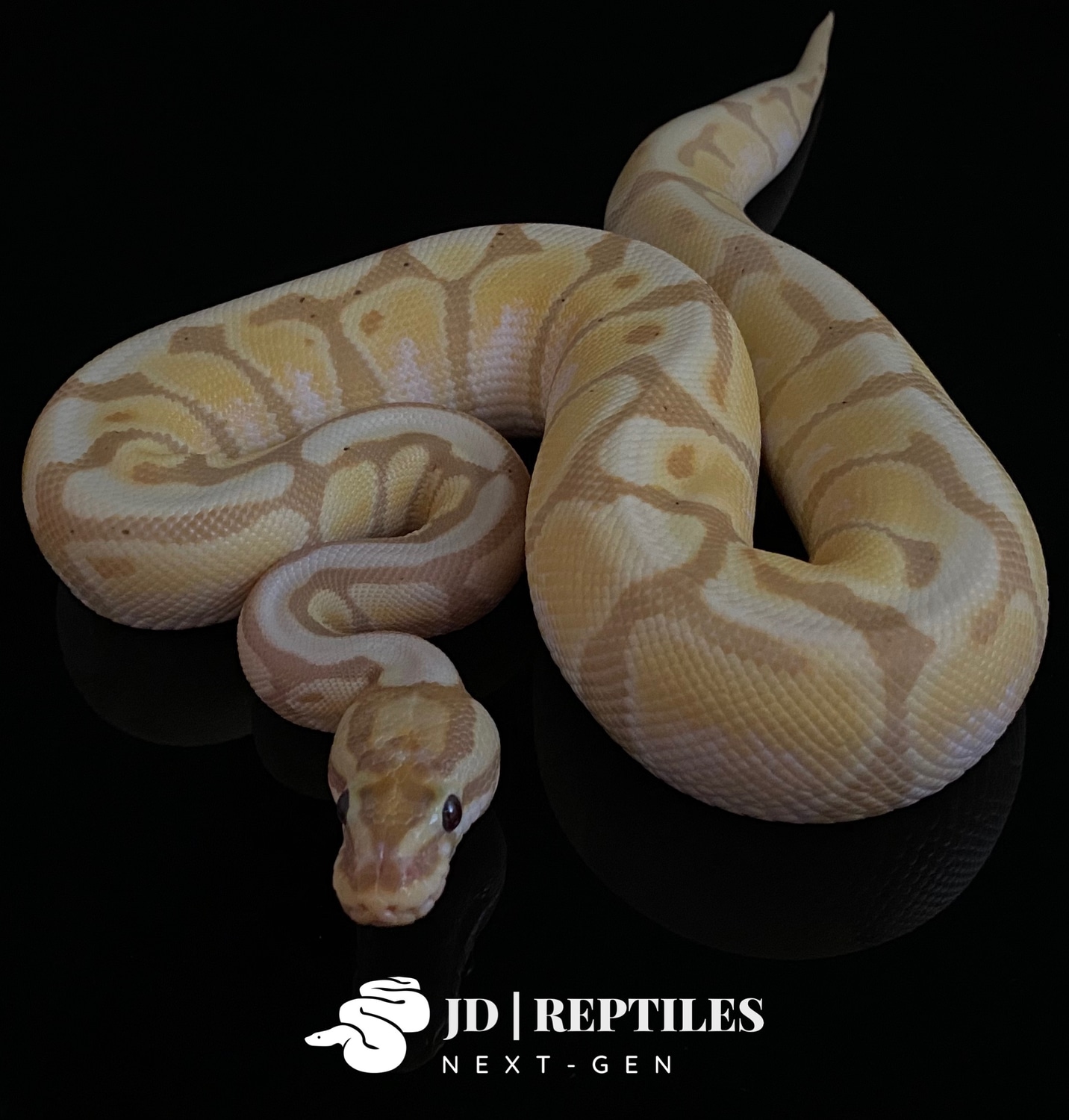 Banana OD Enchi Spider Poss YB Ball Python by JD | Reptiles Next-Gen ...