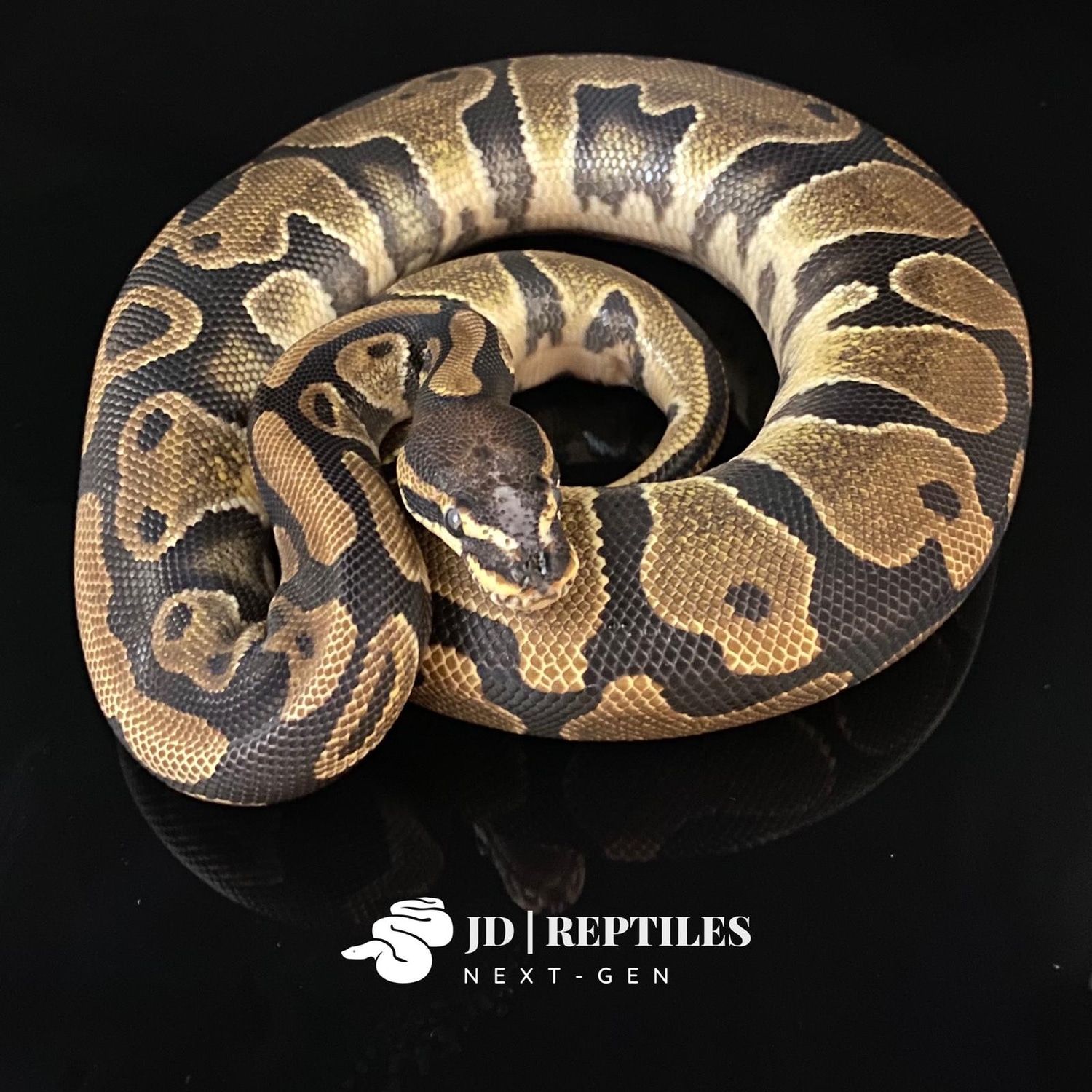 Scaleless Head 50% Het Albino Ball Python by JD | Reptiles Next-Gen ...