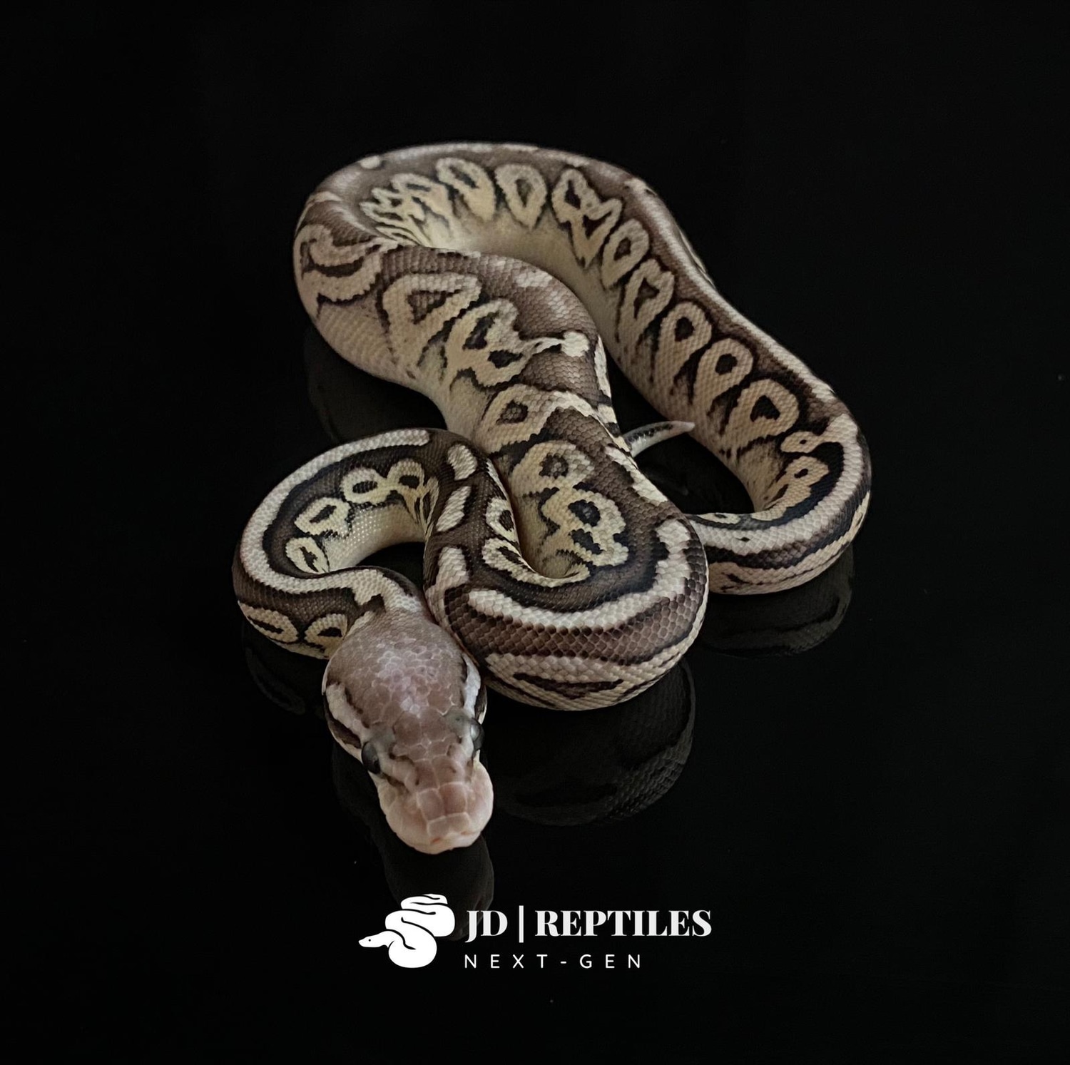 Pewter Possible Fire\Vanilla Ball Python by JD | Reptiles Next-Gen ...