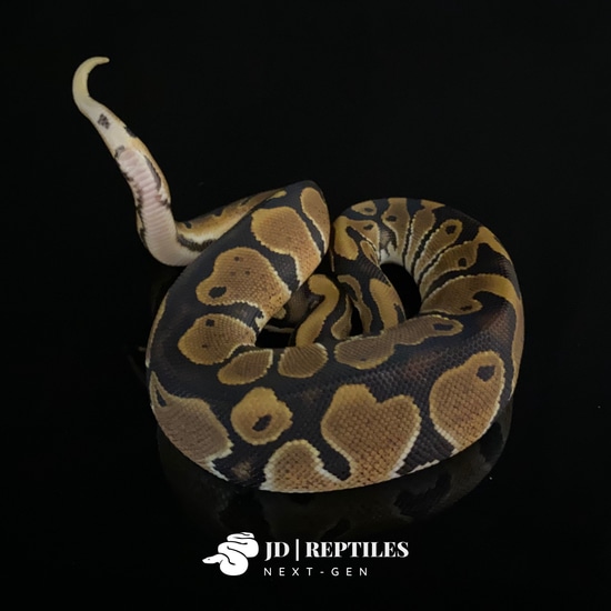 Het Candy 66% Het Pied Strong Het Pied Markers Ball Python by JD ...