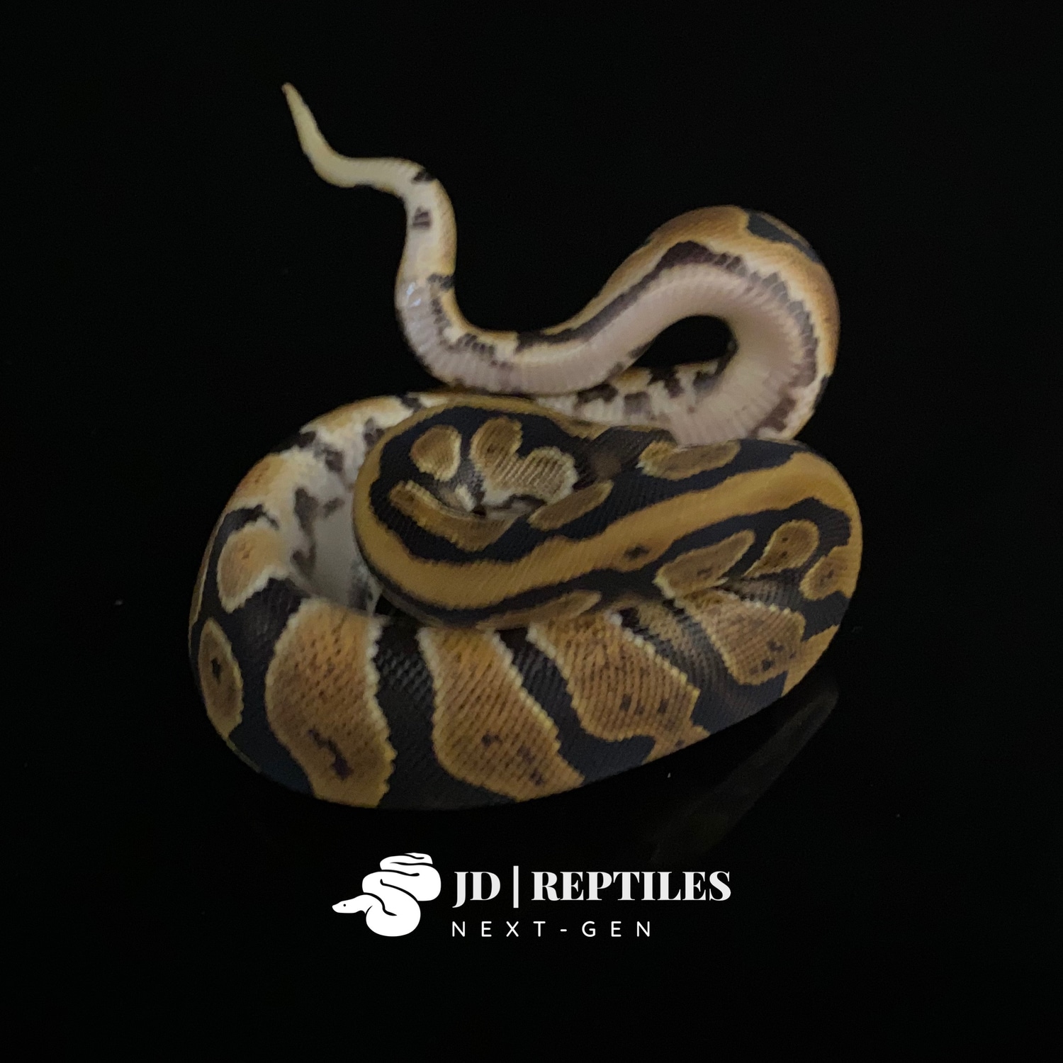 Het Candy 66% Het Pied Strong Het Pied Markers Ball Python by JD ...