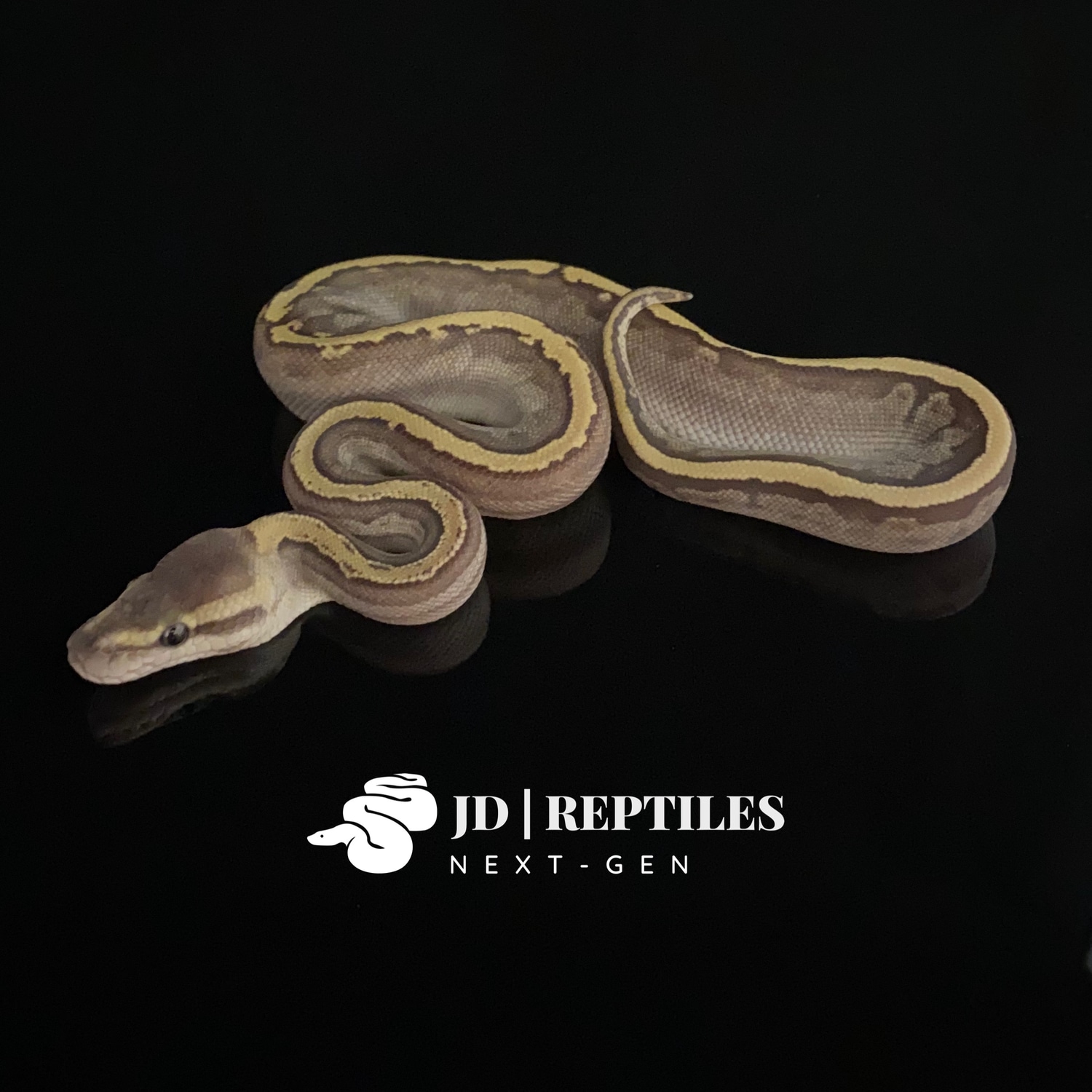 GHI Mojave Pinstripe Possible Chocolate Ball Python by JD | Reptiles ...