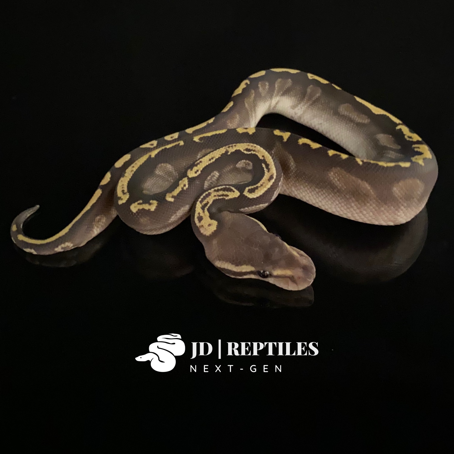 GHI Mojave Possible Chocolate Ball Python by JD | Reptiles Next-Gen ...