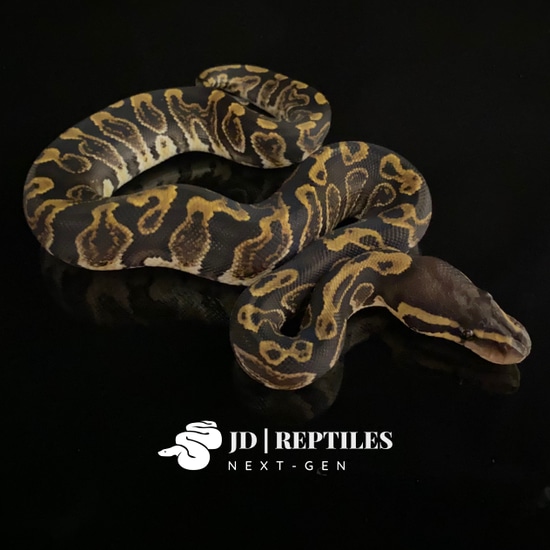 GHI Calico Ball Python by JD | Reptiles Next-Gen