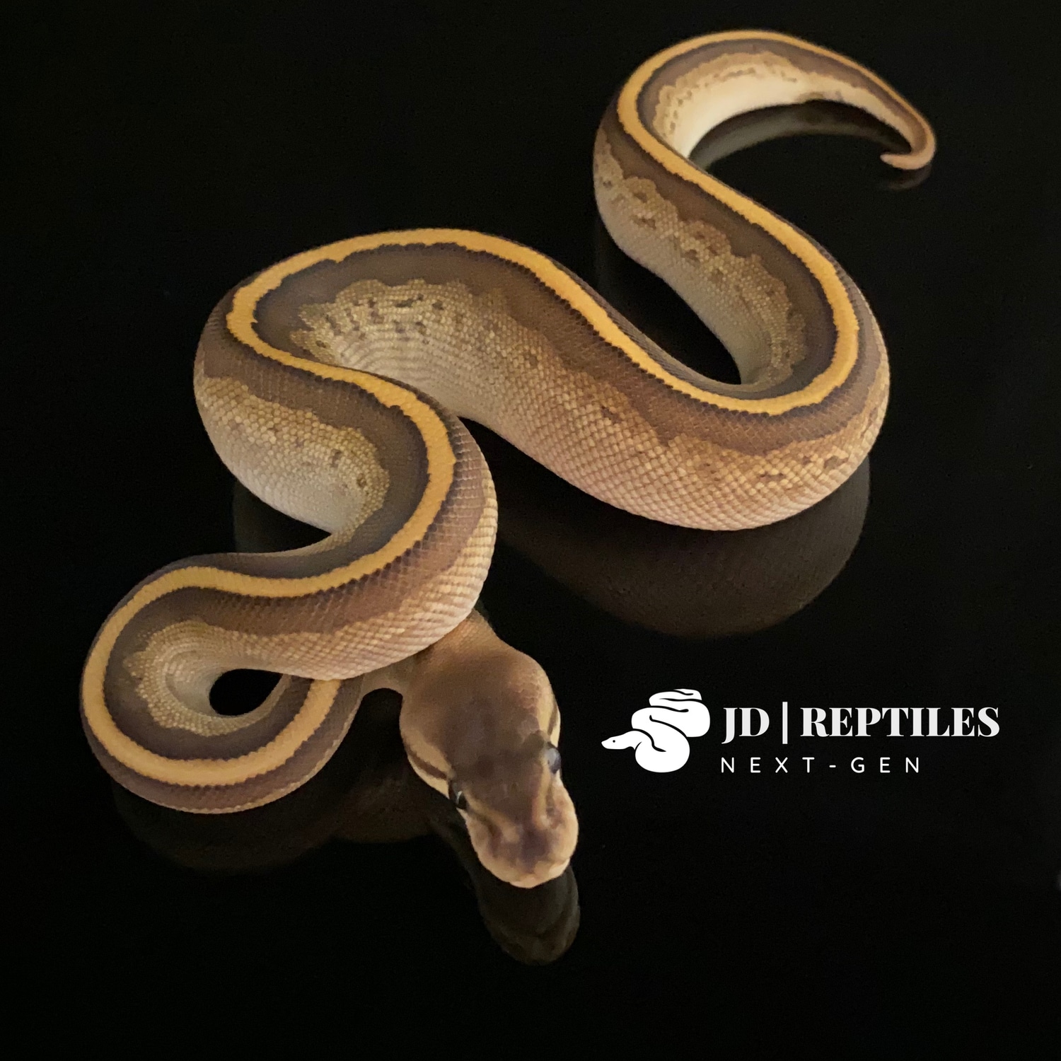 Black Pastel Mojave Pinstripe Ball Python by JD | Reptiles Next-Gen - MorphMarket