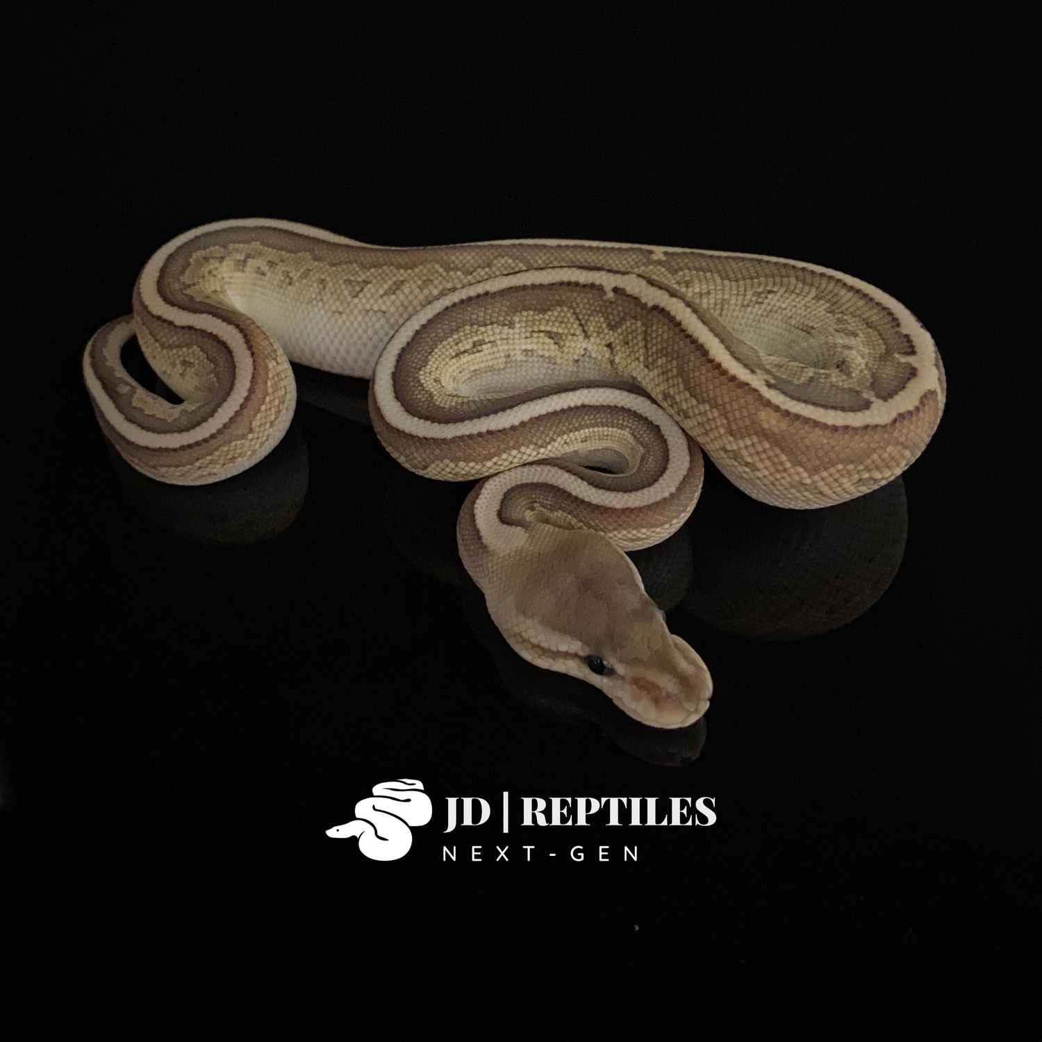 Black Pastel Lesser Pinstripe Ball Python by JD | Reptiles Next-Gen ...