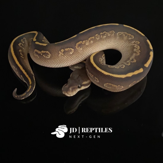 Black Pastel Mojave Ball Python by JD | Reptiles Next-Gen