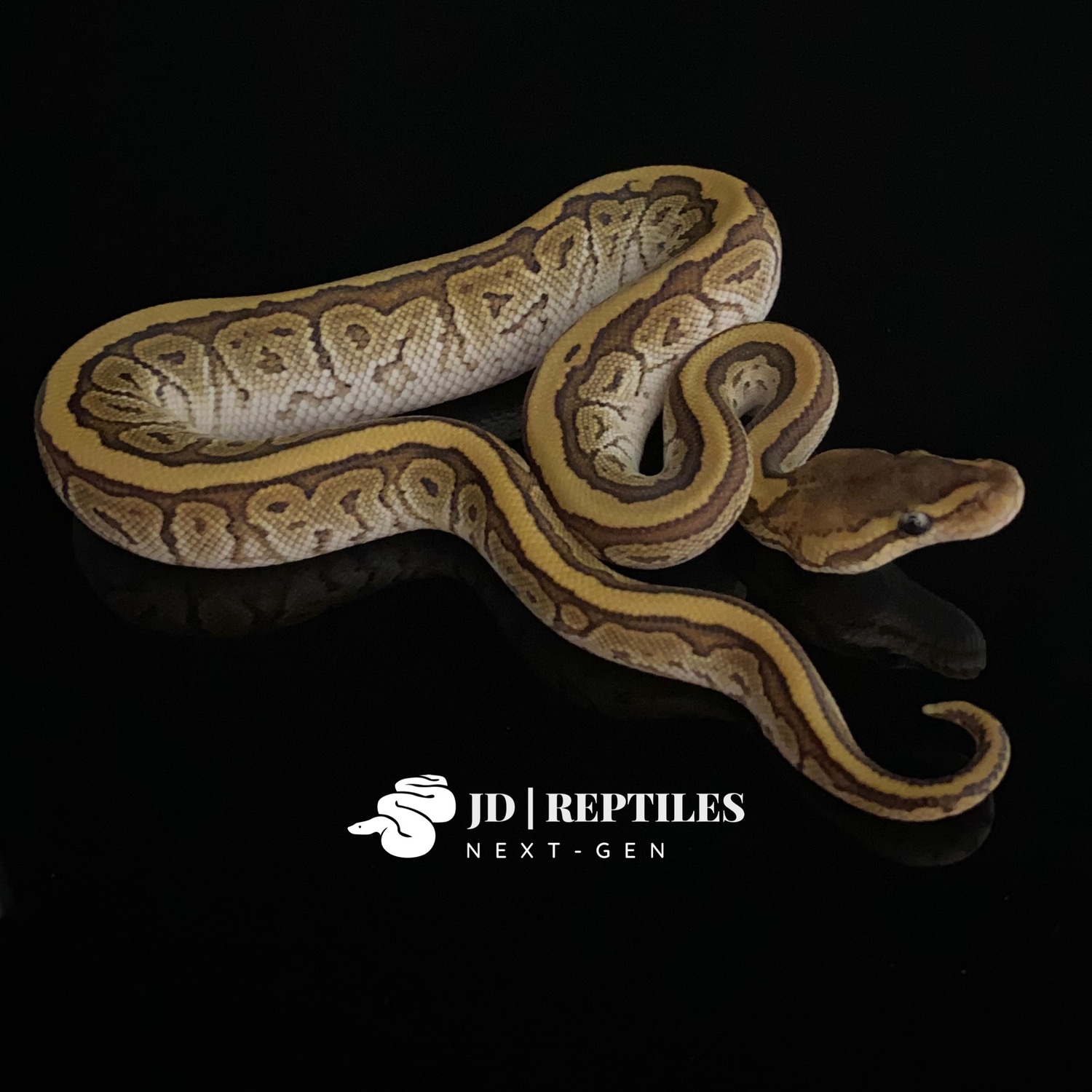 Mojave Pinstripe Possible Chocolate Ball Python by JD | Reptiles Next ...