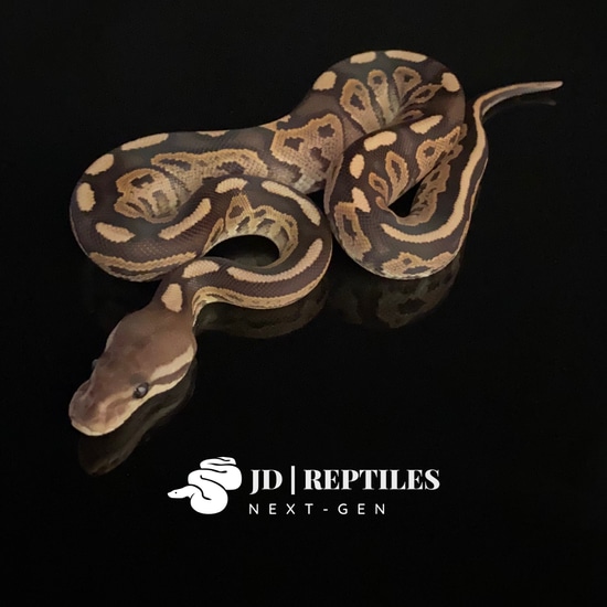 Cinnamon Mojave Fire/Vanilla Ball Python by JD | Reptiles Next-Gen