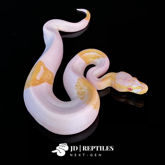 Pastel Leopard Candino Pied Ball Python by JD | Reptiles Next-Gen