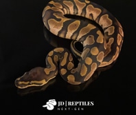Calico Yellowbelly 50% Het Pied Possible Shatter Ball Python by JD ...