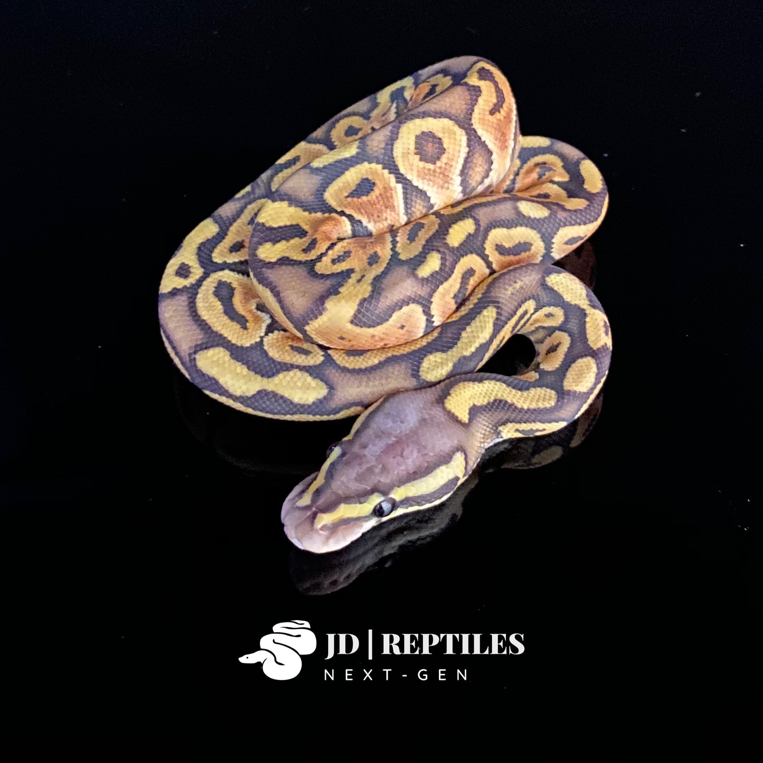 Pastel Orange Ghost Possible Fire Ball Python by JD | Reptiles Next-Gen ...