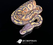 Pastel Orange Ghost Possible Fire Ball Python by JD | Reptiles Next-Gen ...
