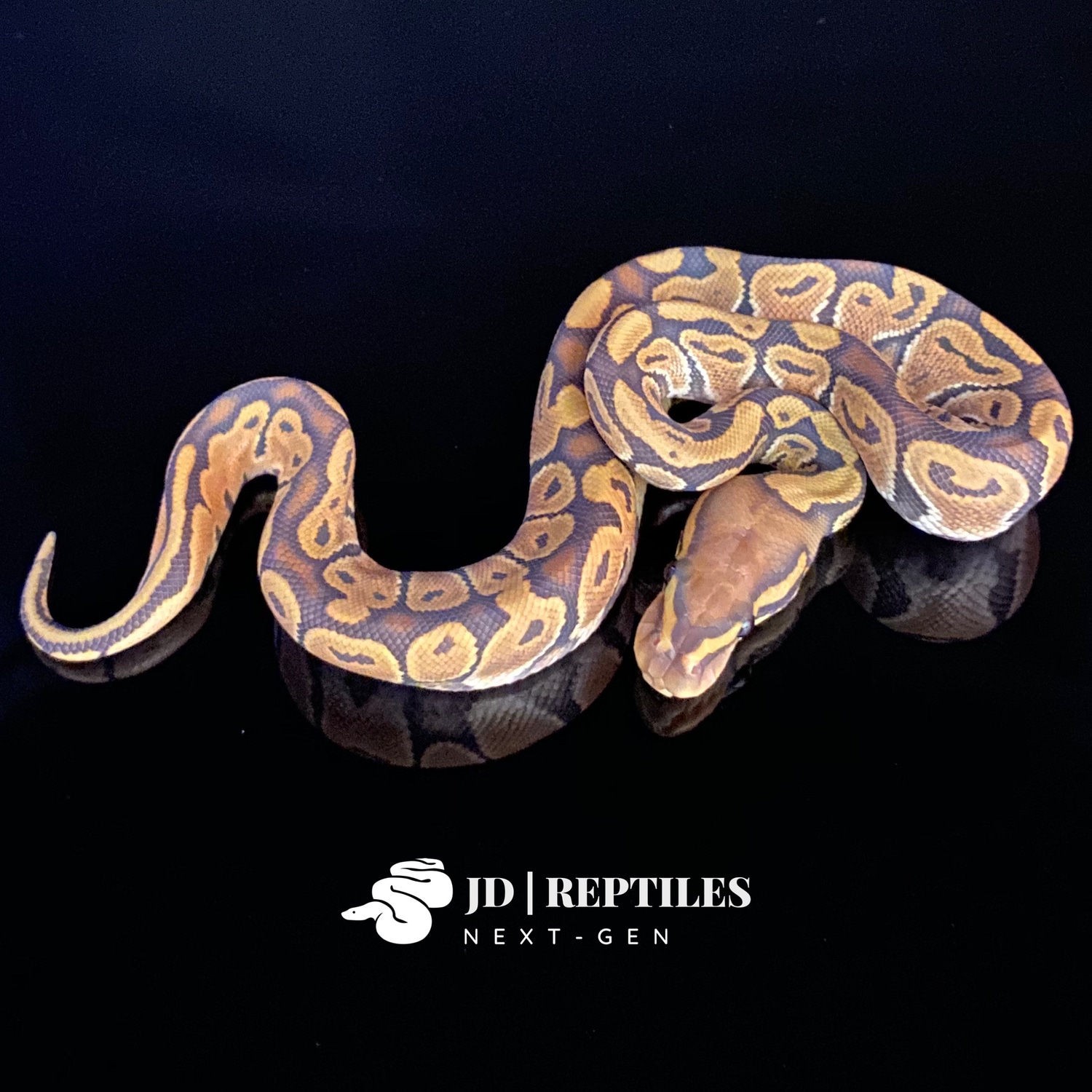 Orange Ghost/Hypo Ball Python by JD | Reptiles Next-Gen - MorphMarket