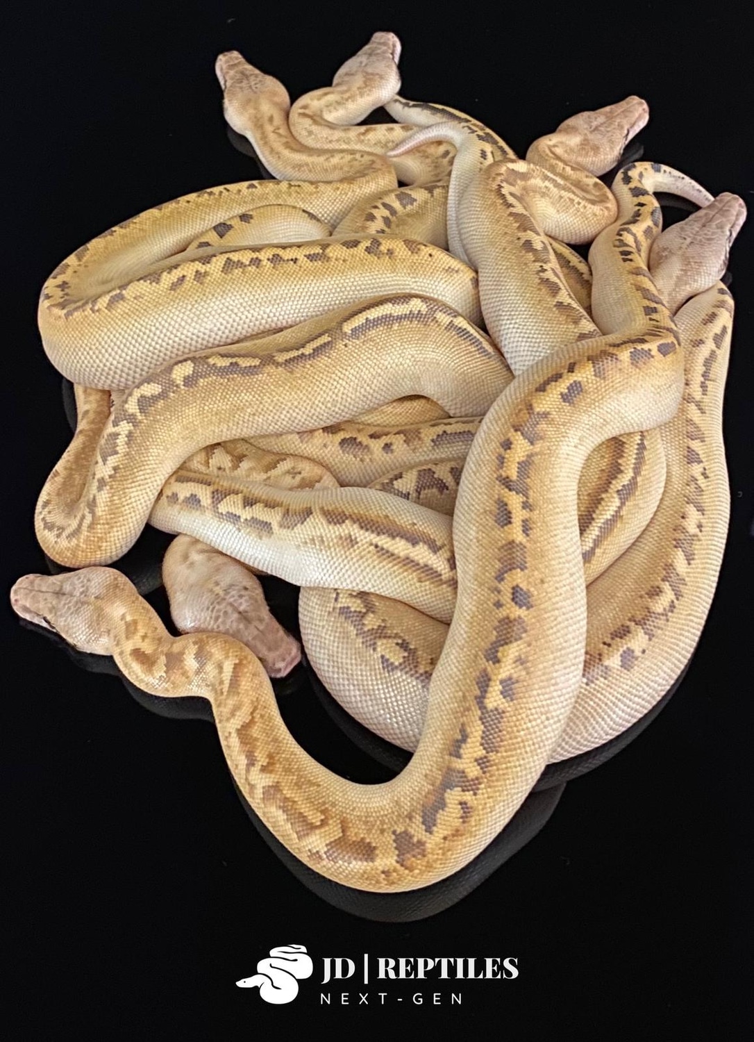 Ivory Blood Python by JD | Reptiles Next-Gen - MorphMarket