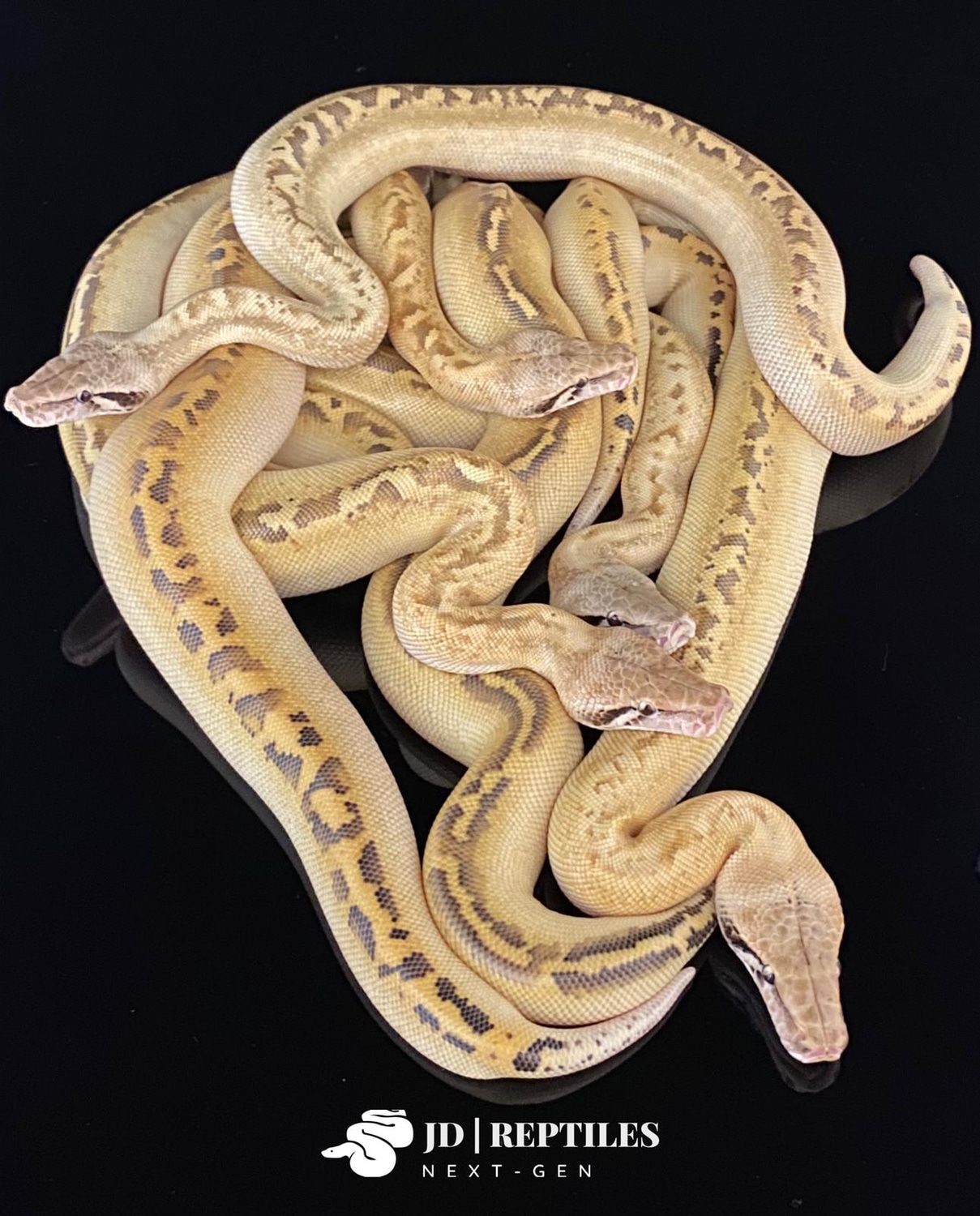 Ivory Blood Pythons by JD | Reptiles Next-Gen - MorphMarket