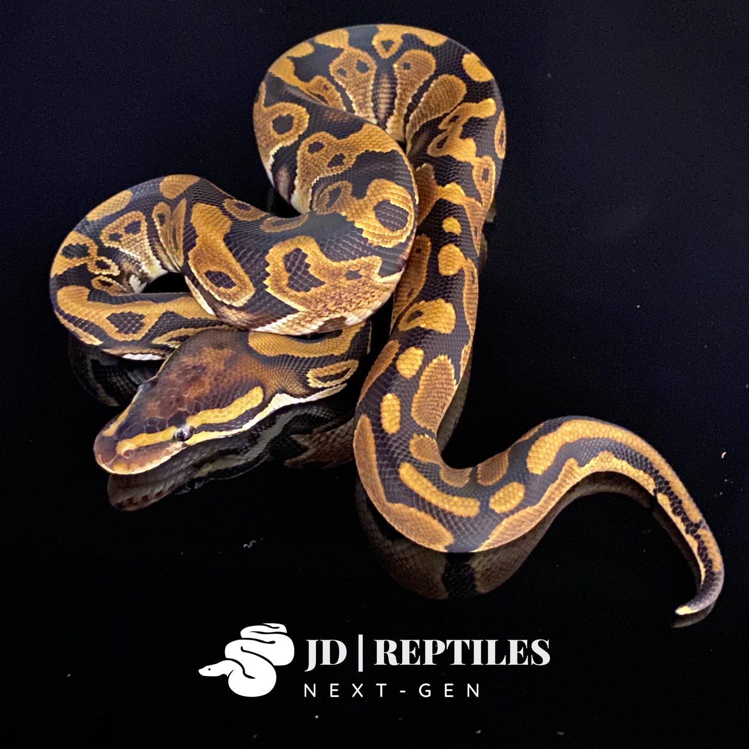 Het Candy 66% Het Pied Strong Het Pied Markers Ball Python by JD ...