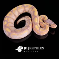 Banana Mojave Spotnose Yellowbelly Ball Python by JD | Reptiles Next ...