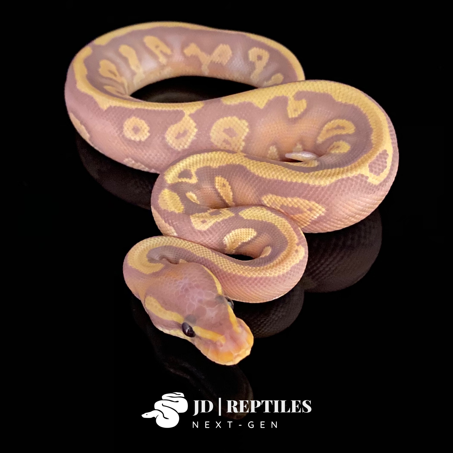 Banana Mojave Spotnose Yellowbelly Ball Python by JD | Reptiles Next ...