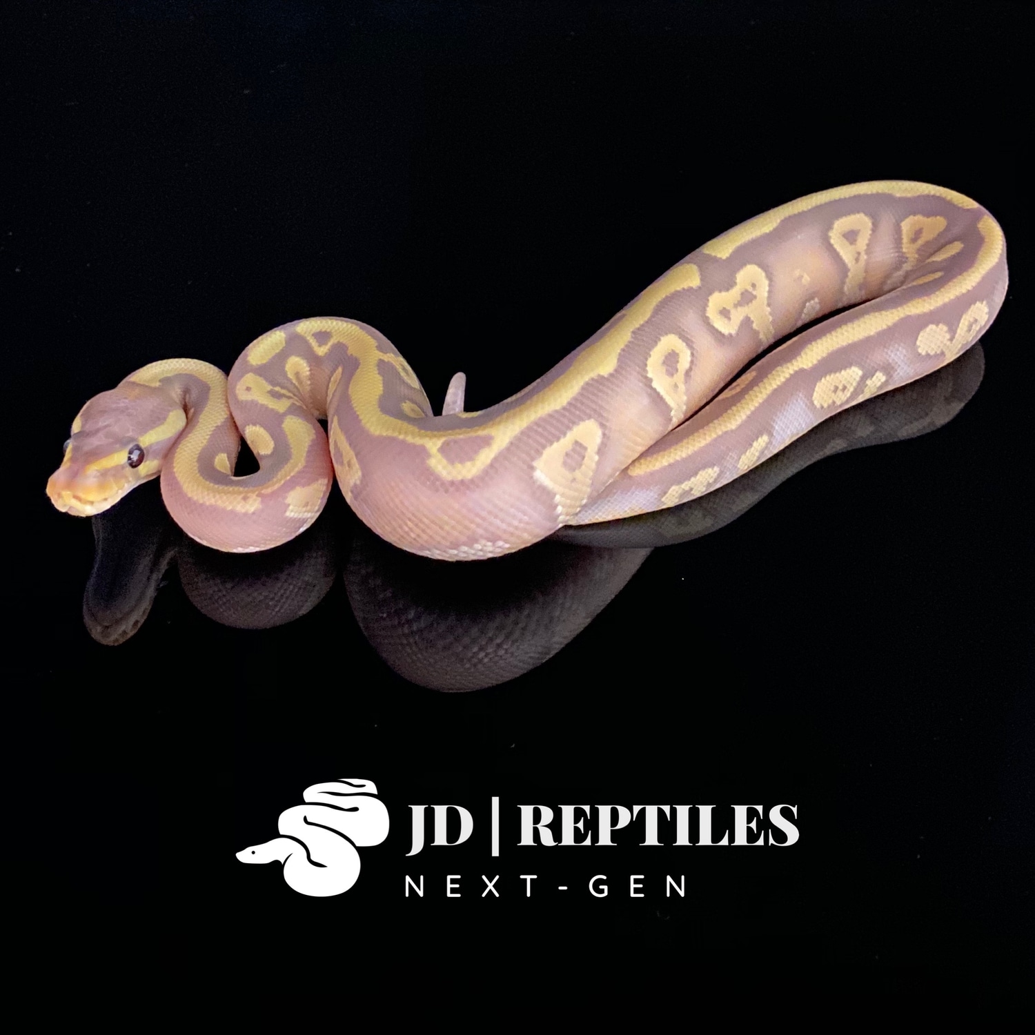 Banana Mojave Spotnose Yellowbelly Ball Python by JD | Reptiles Next ...