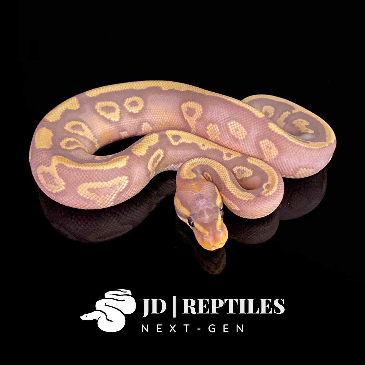 Banana Mojave Spotnose Yellowbelly Ball Python by JD | Reptiles Next ...
