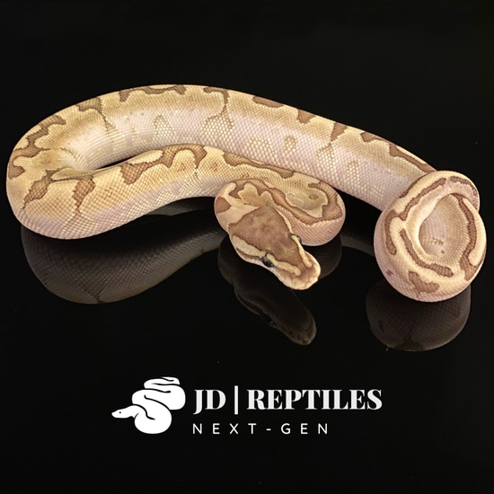 Bamboo Enchi Ball Python by JD | Reptiles Next-Gen