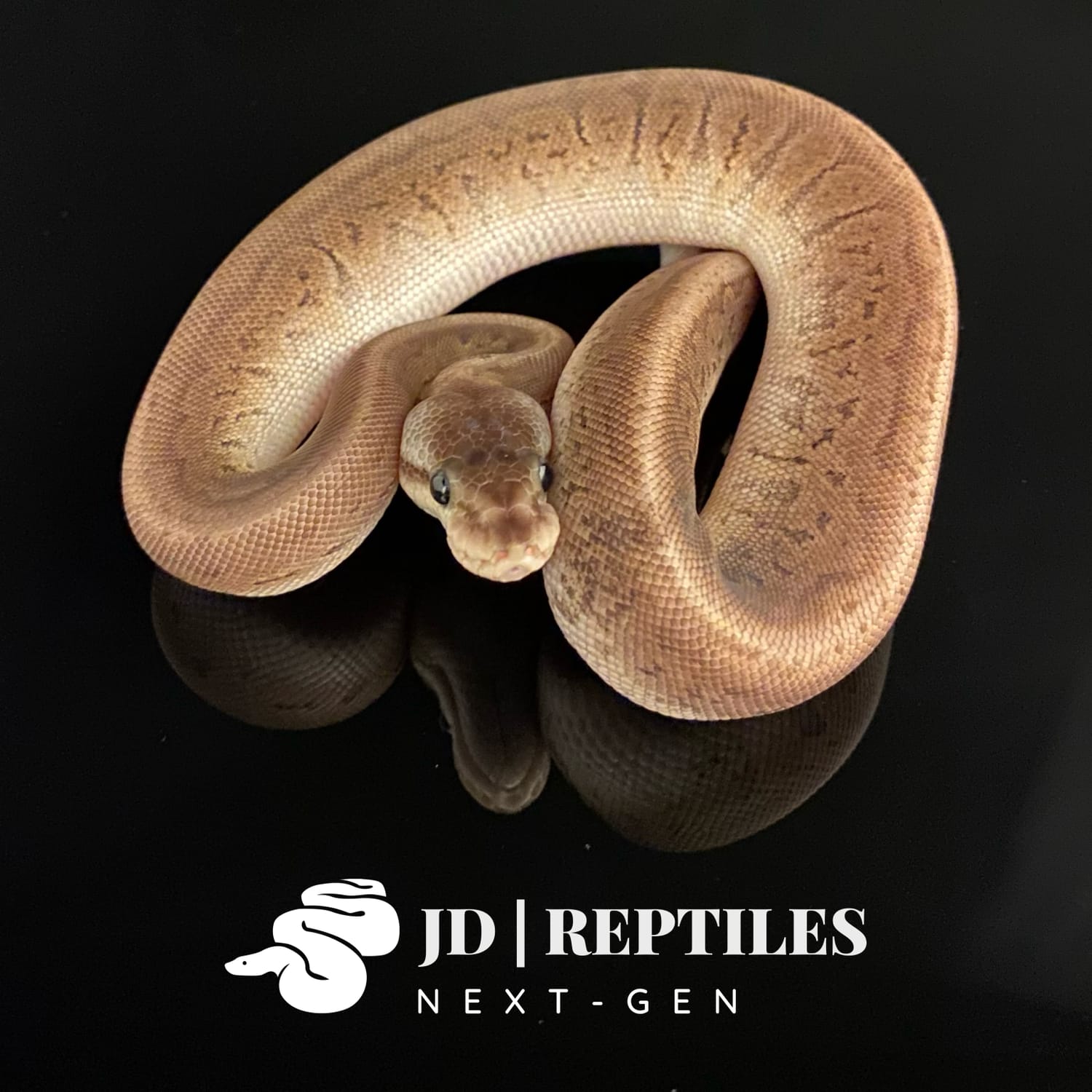 Black Pastel Pinstripe Pastel Ball Python by JD | Reptiles Next-Gen ...