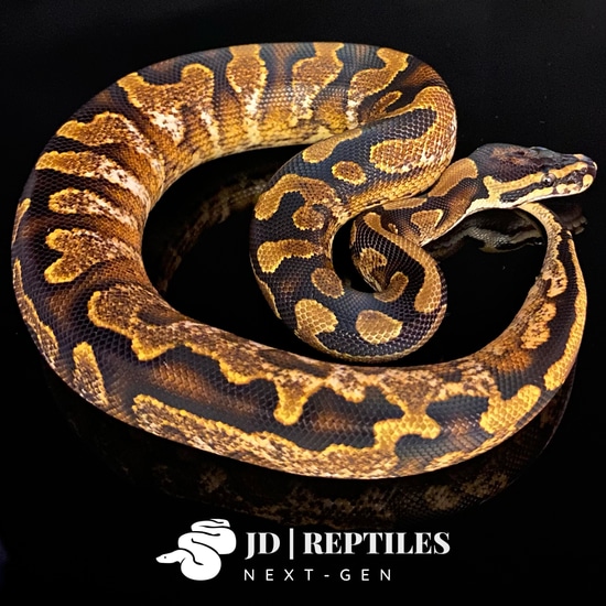 Calico Yellowbelly 50% Het Pied Possible Shatter Ball Python by JD ...