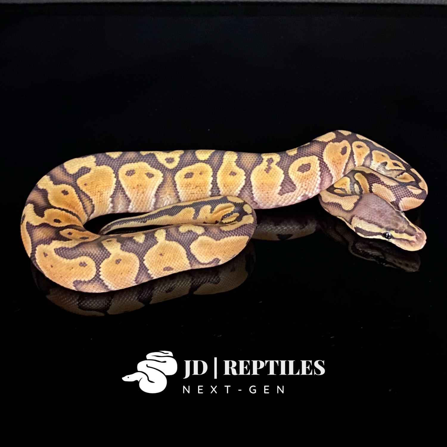 Pastel Enchi Orange Ghost/Hypo Ball Python by JD | Reptiles Next-Gen ...
