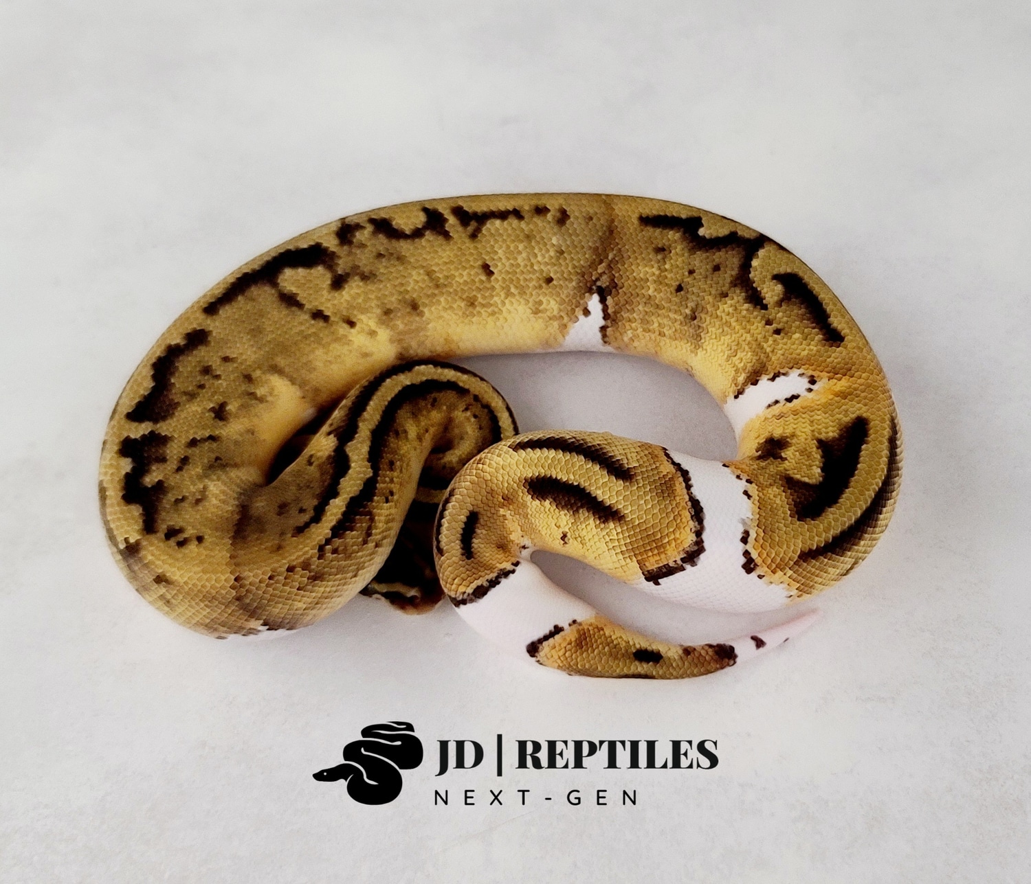 Pastel Pied Ball Python by JD | Reptiles Next-Gen - MorphMarket
