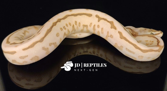 Leopard Lesser Pinstripe Fire Spider Ball Python by JD | Reptiles Next-Gen