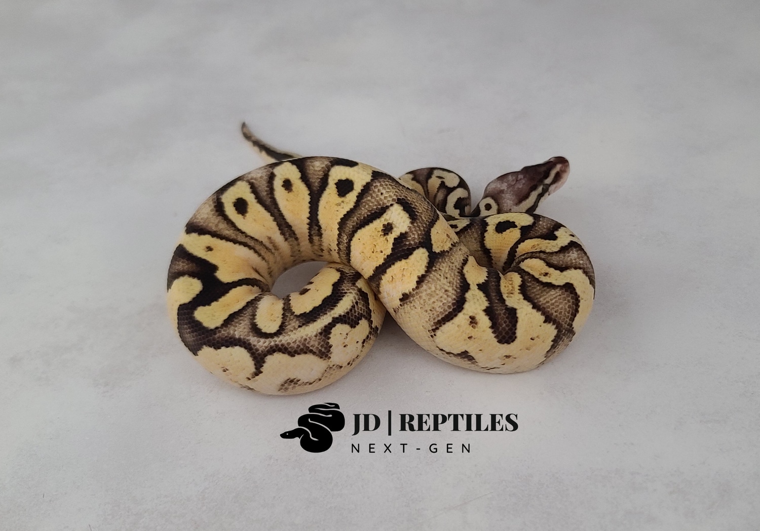 Firefly Calico Yellowbelly Ball Python by JD | Reptiles Next-Gen ...