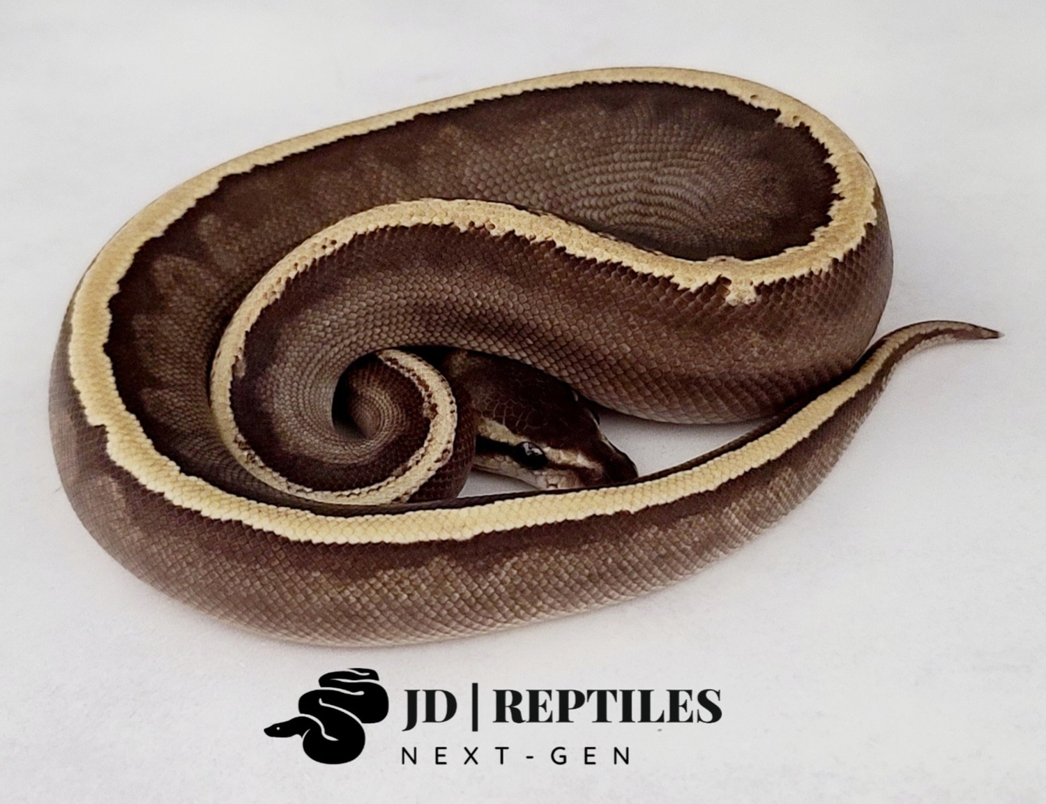 GHI Mojave Pinstripe Ball Python by JD | Reptiles Next-Gen - MorphMarket